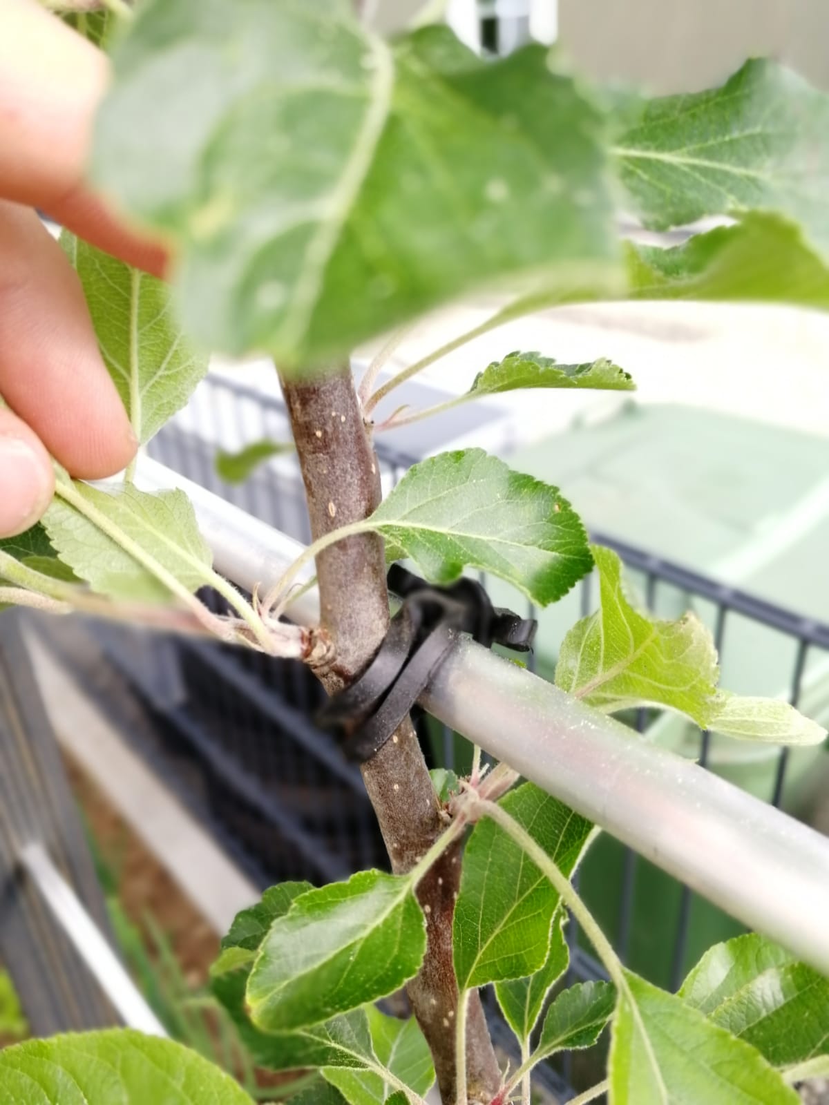 Jetzt neu im Shop Rankbinder aus Gummi zum schnellen anbinden der Pfla